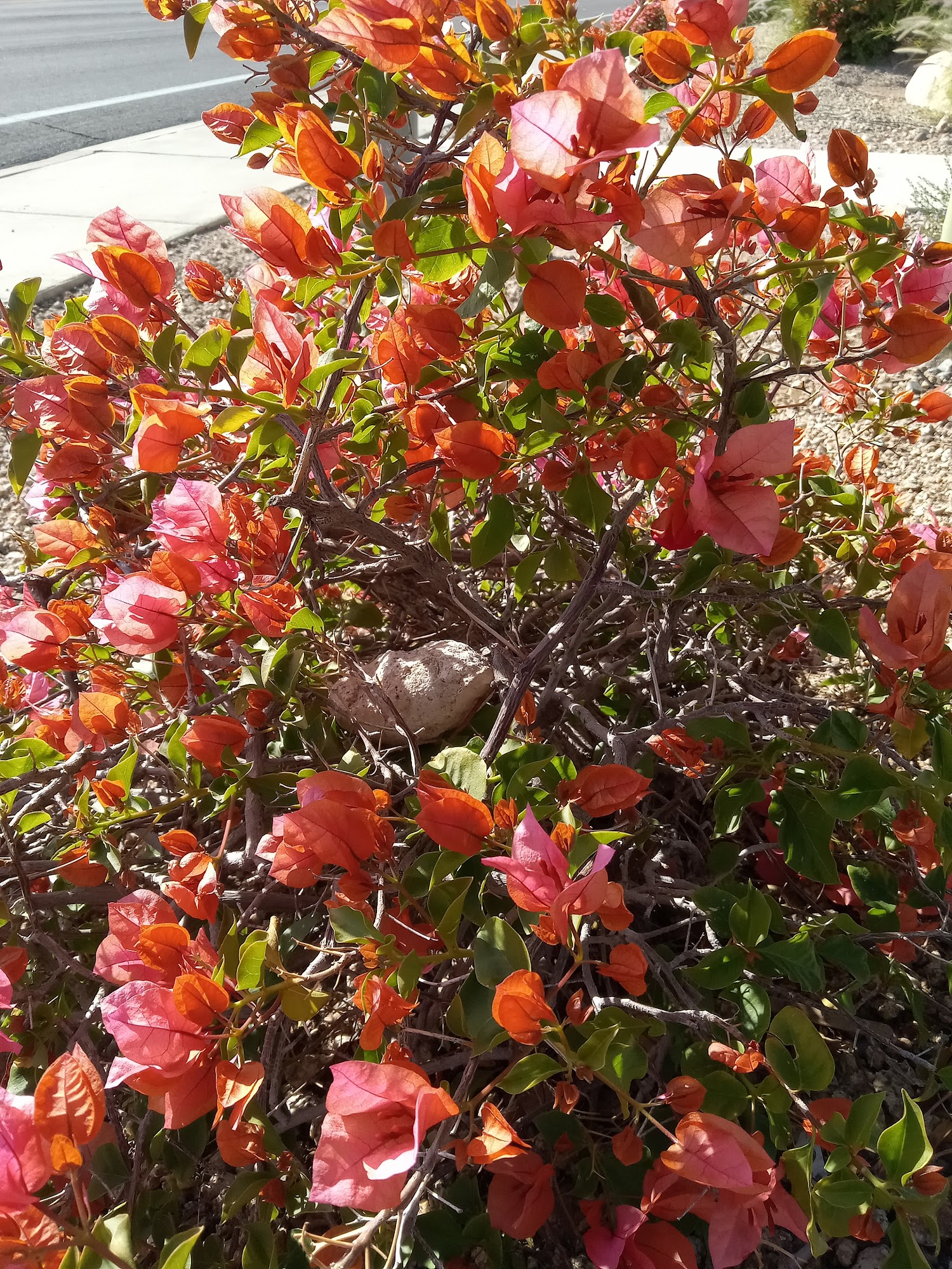 SMIL SOUTHWEST MEDICAL IMAGING - MCKELLIPS & STAPLEY- MESA - Mesa AZ ...