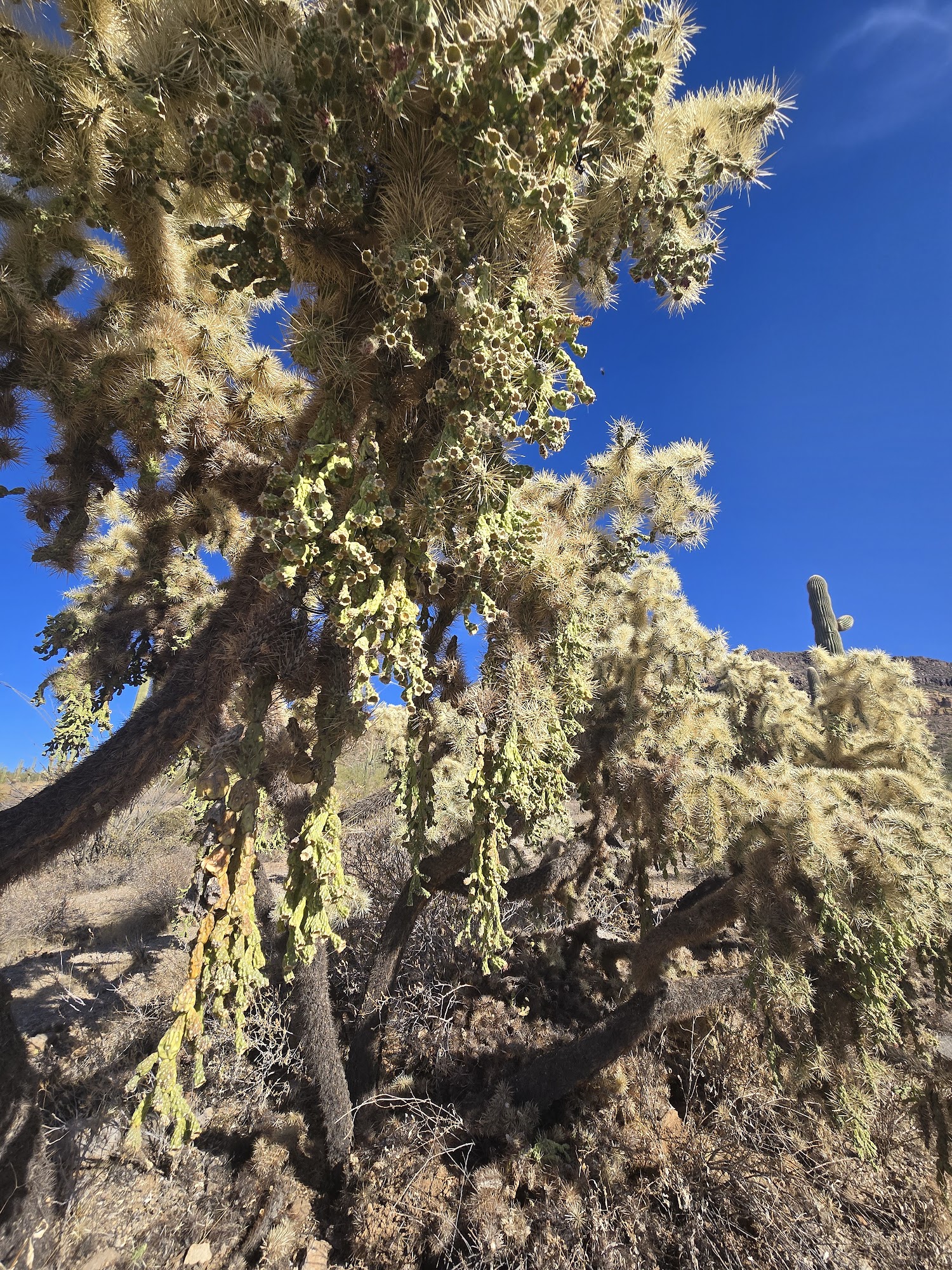 USERY MOUNTAIN PARK ARCHERY RANGE - Mesa AZ - Hours, Directions ...