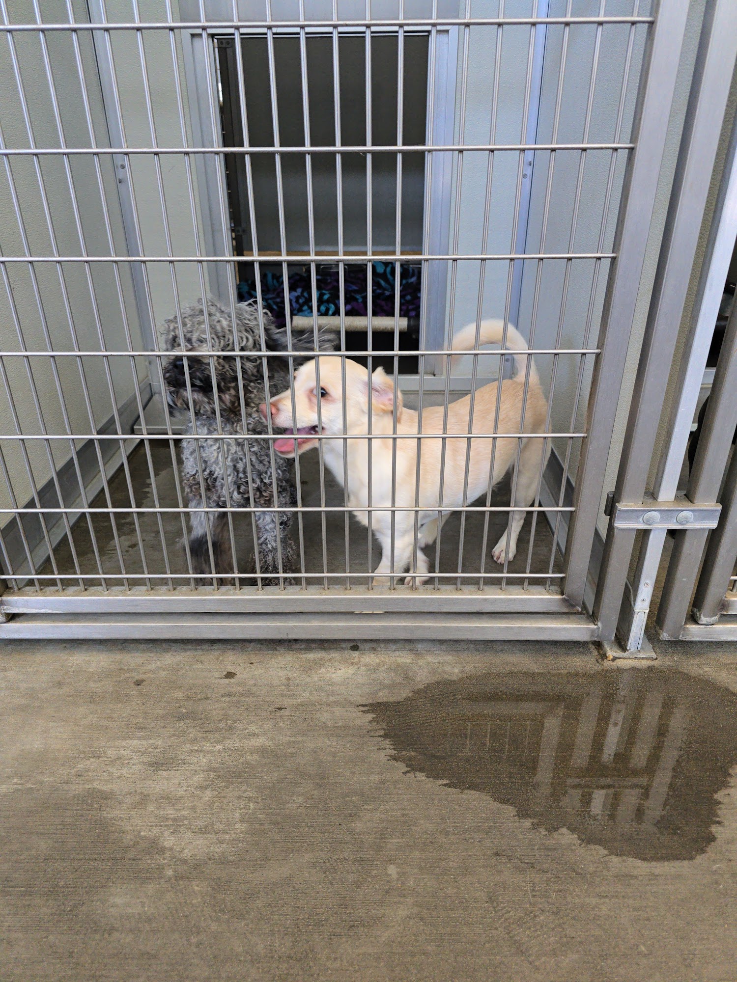 CORONA ANIMAL SHELTER - Corona CA - Hours, Directions, Reviews - Loc8NearMe