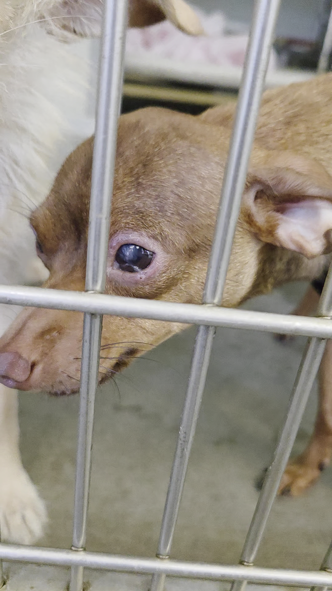 CORONA ANIMAL SHELTER - Corona CA - Hours, Directions, Reviews - Loc8NearMe