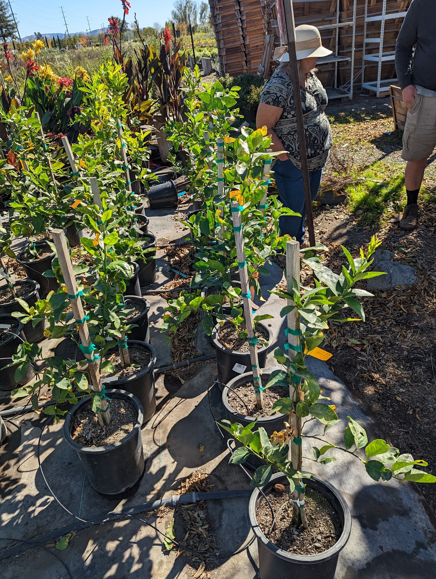 URBAN TREE FARM NURSERY - Fulton CA - Hours, Directions, Reviews ...