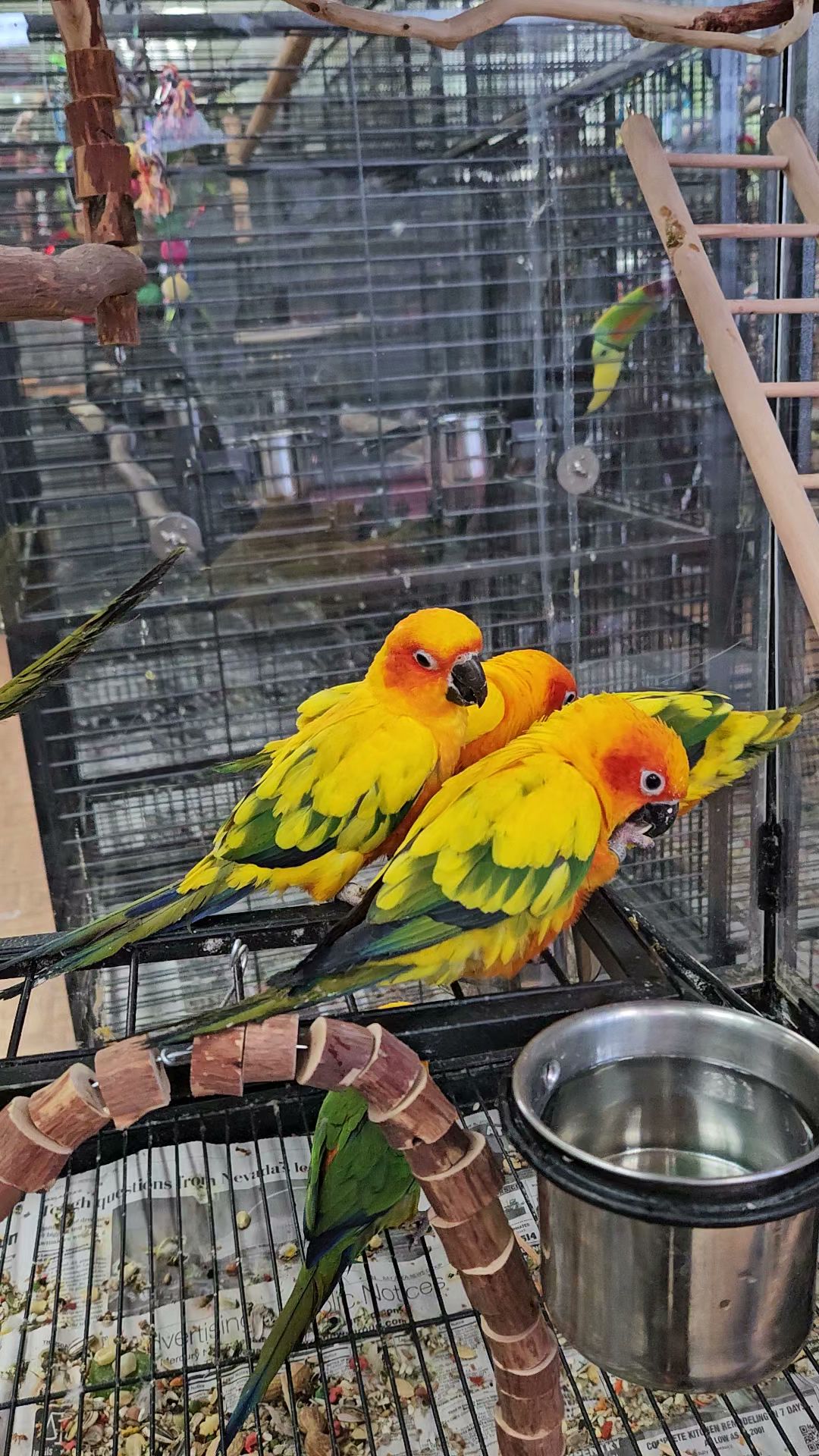 LOUIS BIRDS PETS & SUPPLIES - San Jose CA - Hours, Directions, Reviews ...
