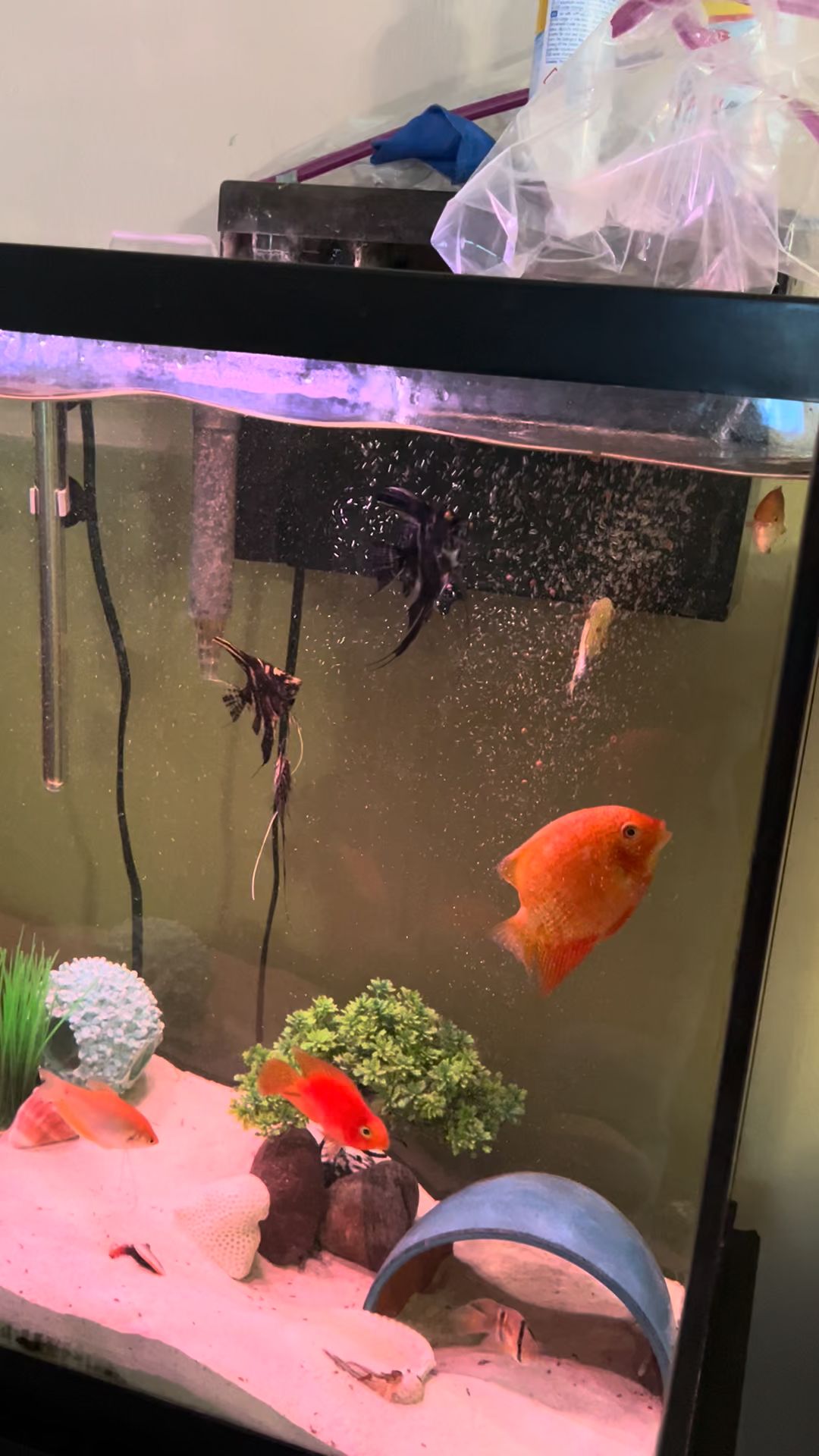 PREDATORY FINS - Boca Raton FL - Hours, Directions, Reviews - Loc8NearMe