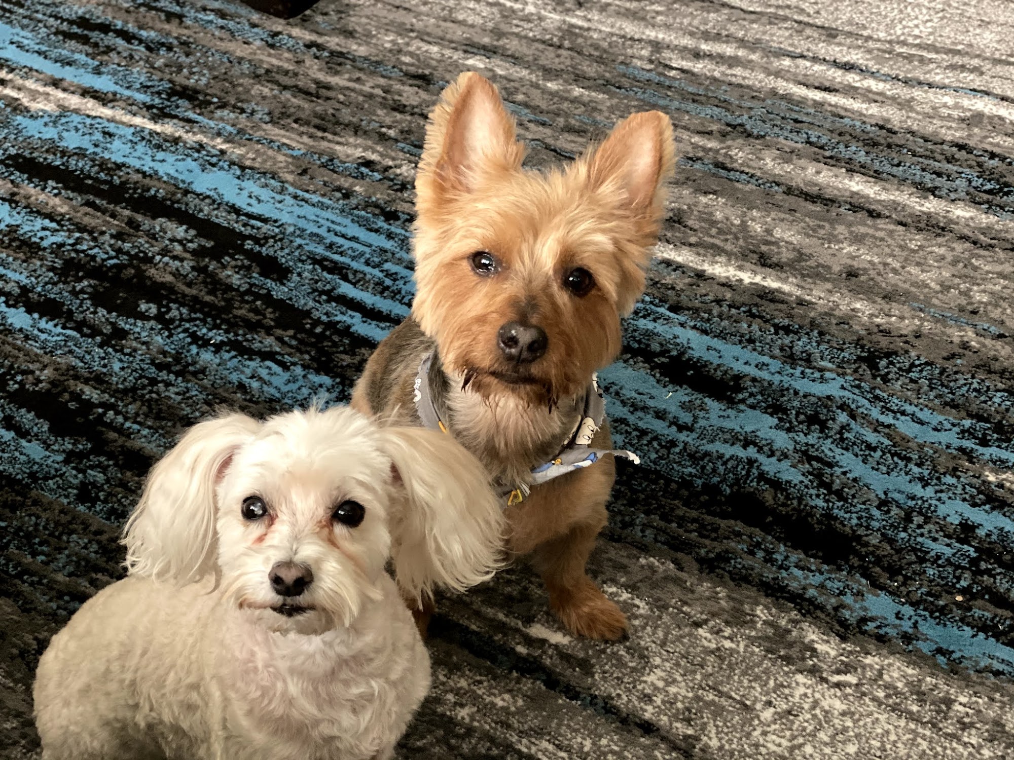 PAWSITIVELY HEAVEN PET RESORT INC - Chicago Ridge IL - Hours ...