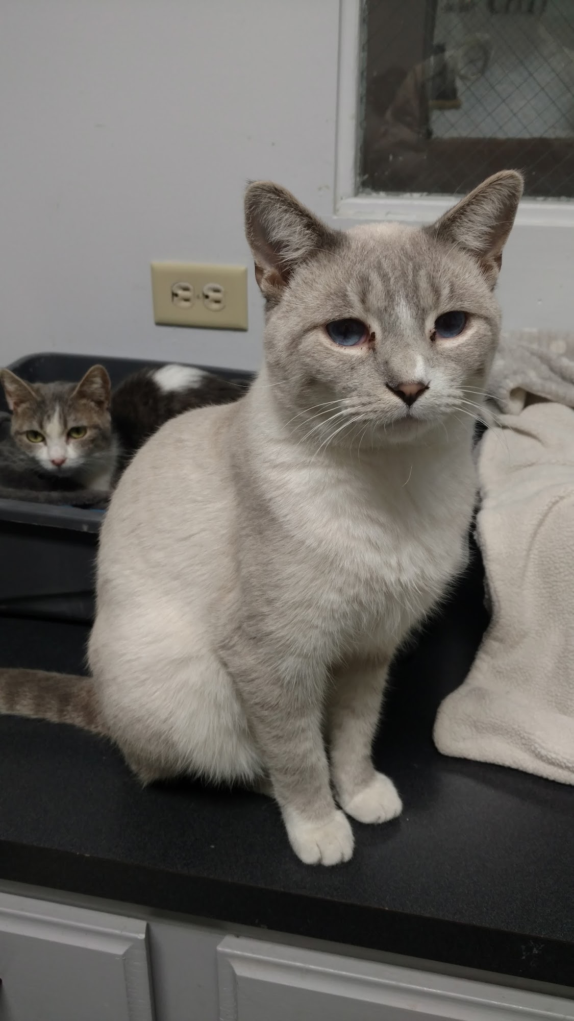 RVAR - RIVER VALLEY ANIMAL RESCUE - Momence IL - Hours, Directions ...