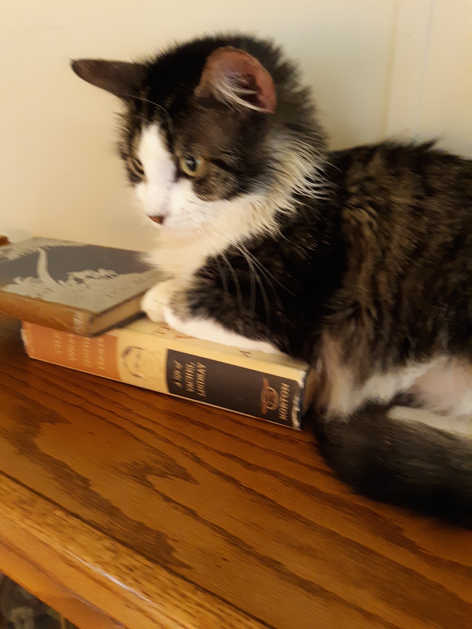 ANIMAL PROTECTIVE LEAGUE - Springfield IL - Hours, Directions, Reviews ...