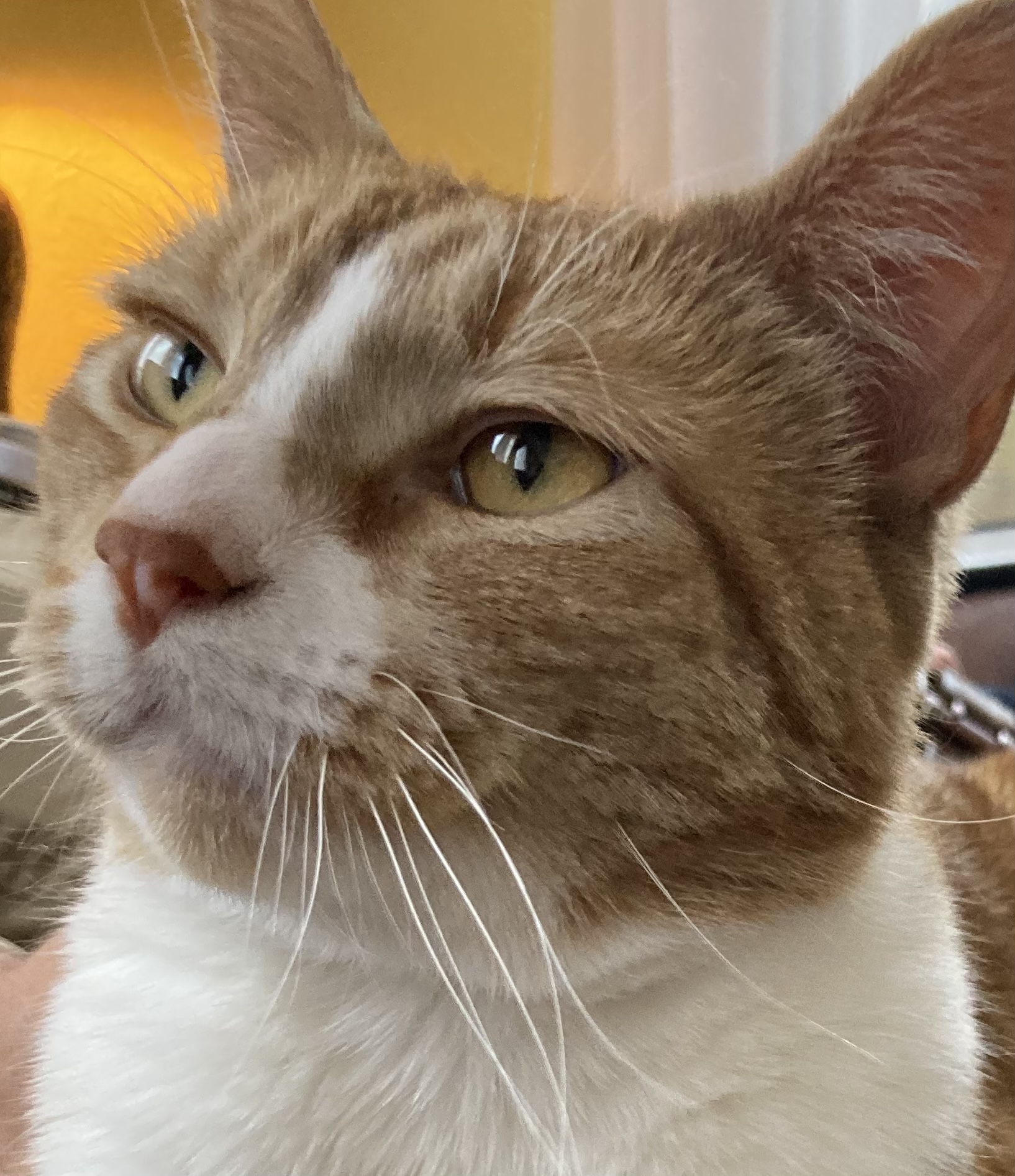 ANIMAL PROTECTIVE LEAGUE - Springfield IL - Hours, Directions, Reviews ...