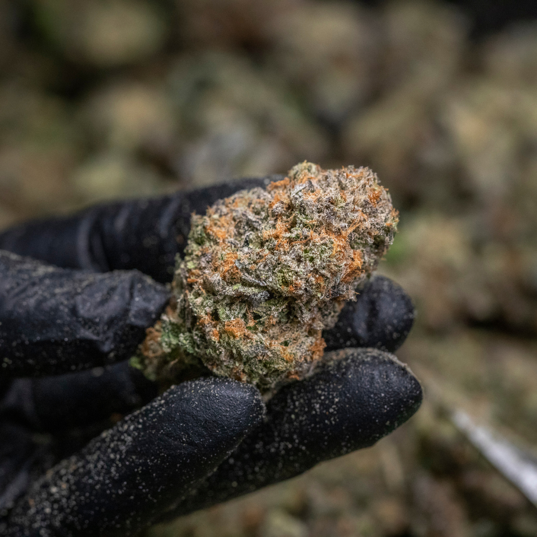 INSA MEDICAL CANNABIS DISPENSARY - SPRINGFIELD - Springfield MA - Hours ...