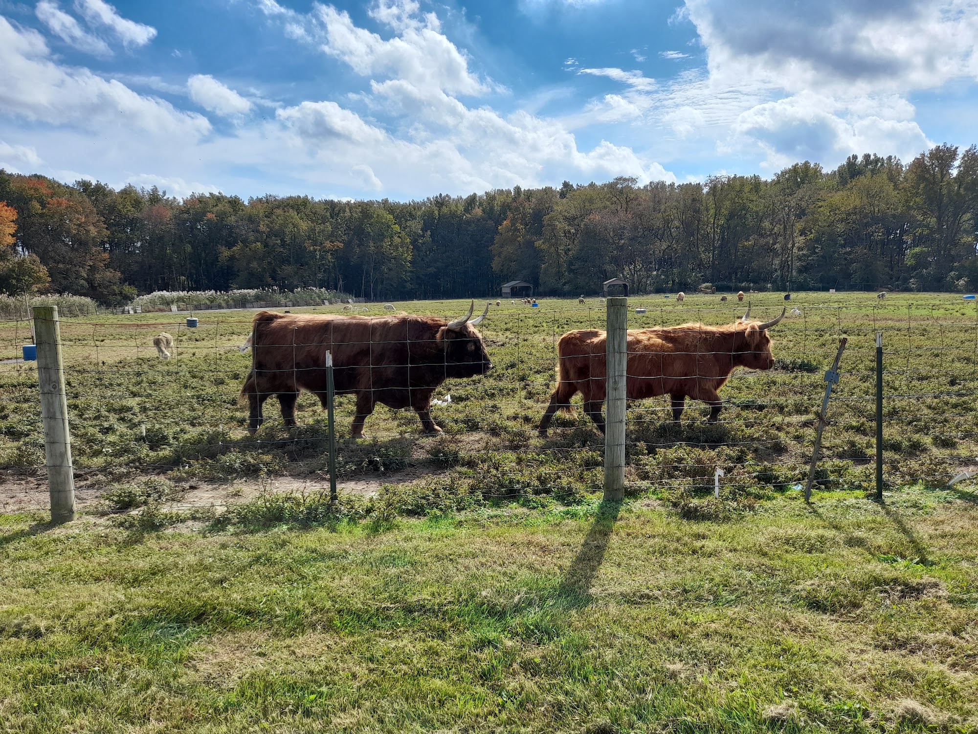 BURLINGTON BEEF - Monroeville NJ - Hours, Directions, Reviews - Loc8NearMe