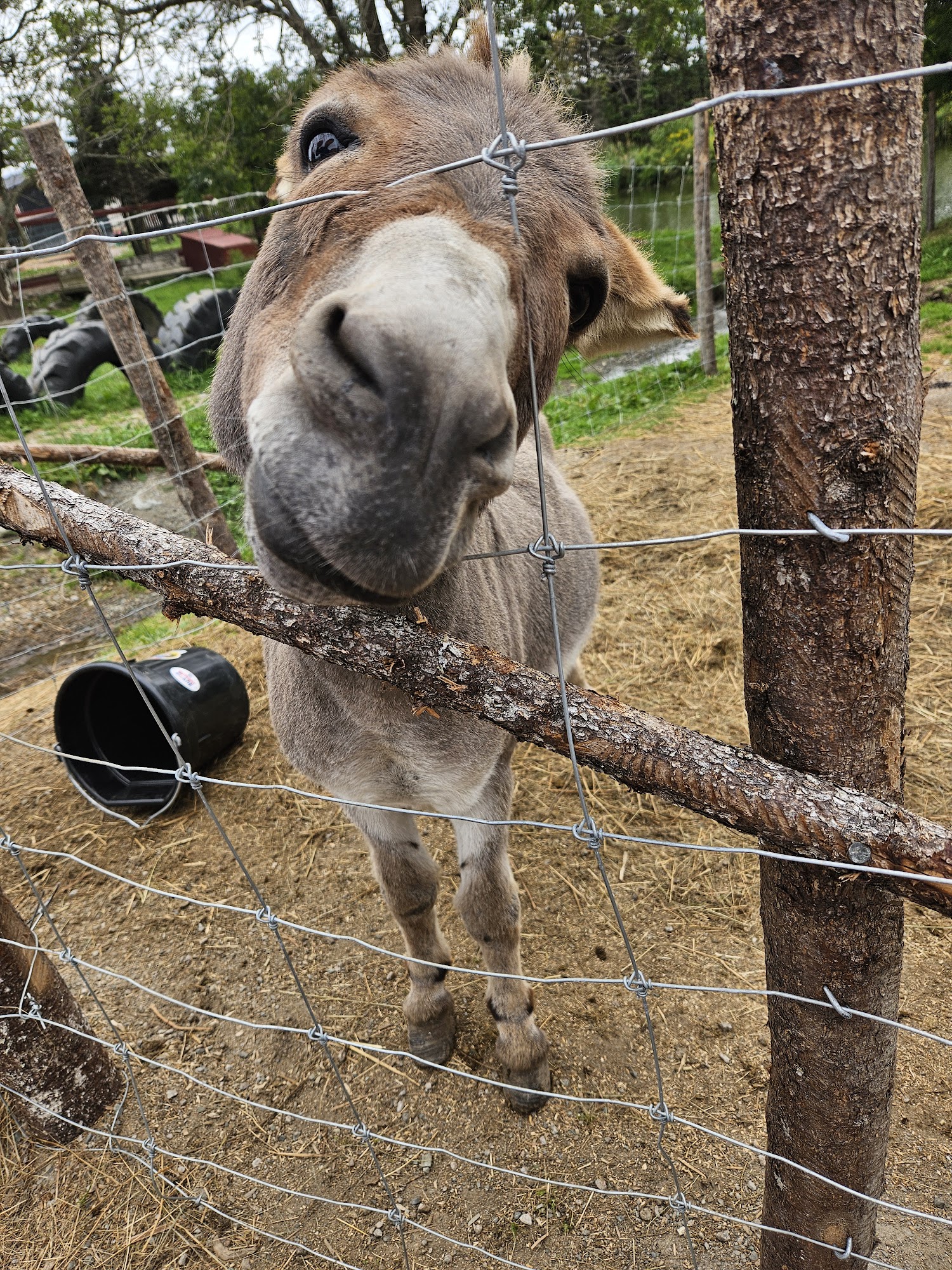 LESTER'S FARM CHALET - St. John's NL - Hours, Directions, Reviews ...
