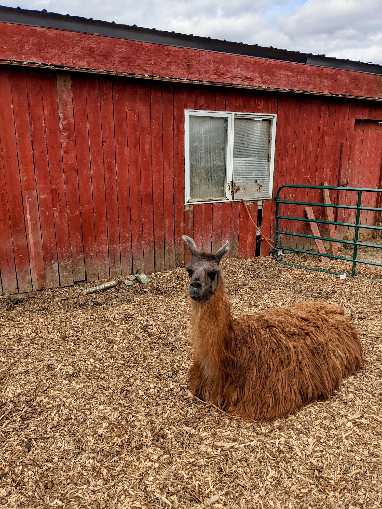 LESTER'S FARM CHALET - St. John's NL - Hours, Directions, Reviews ...