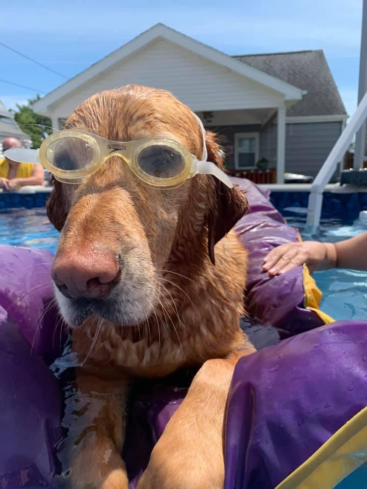 RESCUE PUPS INC. - Friendship NY - Hours, Directions, Reviews - Loc8NearMe