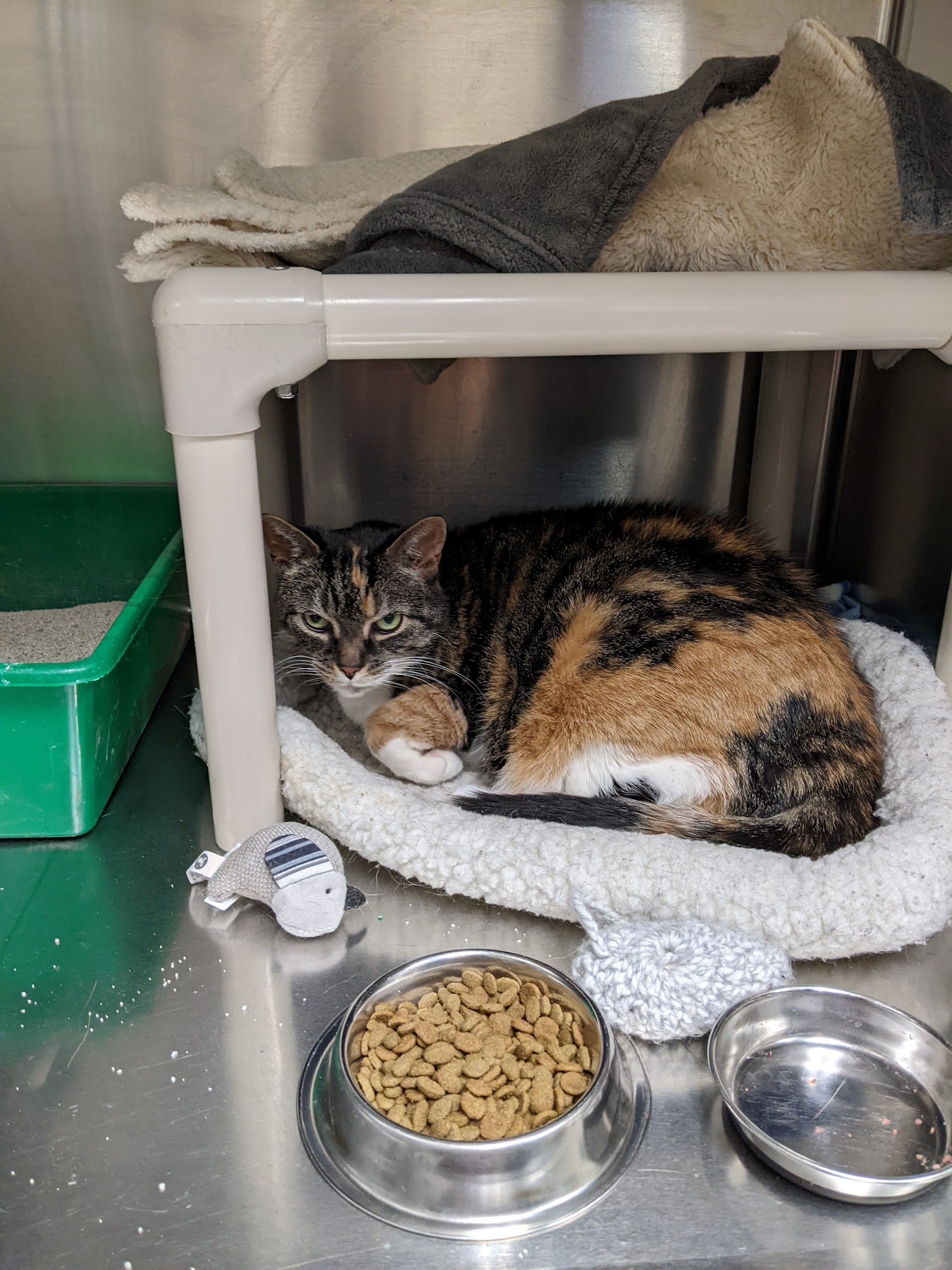 ALLISTON & DISTRICT HUMANE SOCIETY - Everett ON - Hours, Directions ...