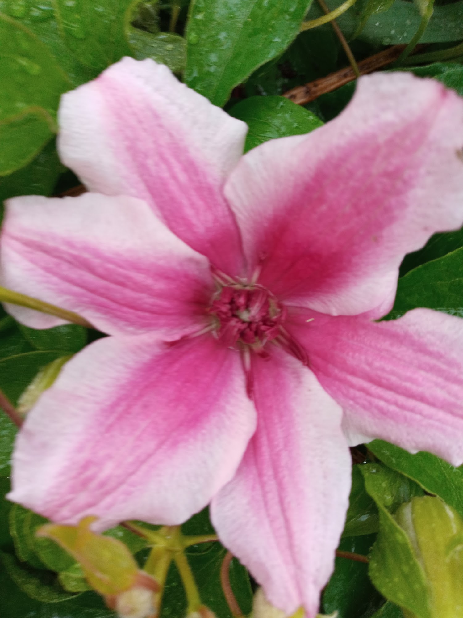 SAXTON MARKET - Saxton PA - Hours, Directions, Reviews - Loc8NearMe