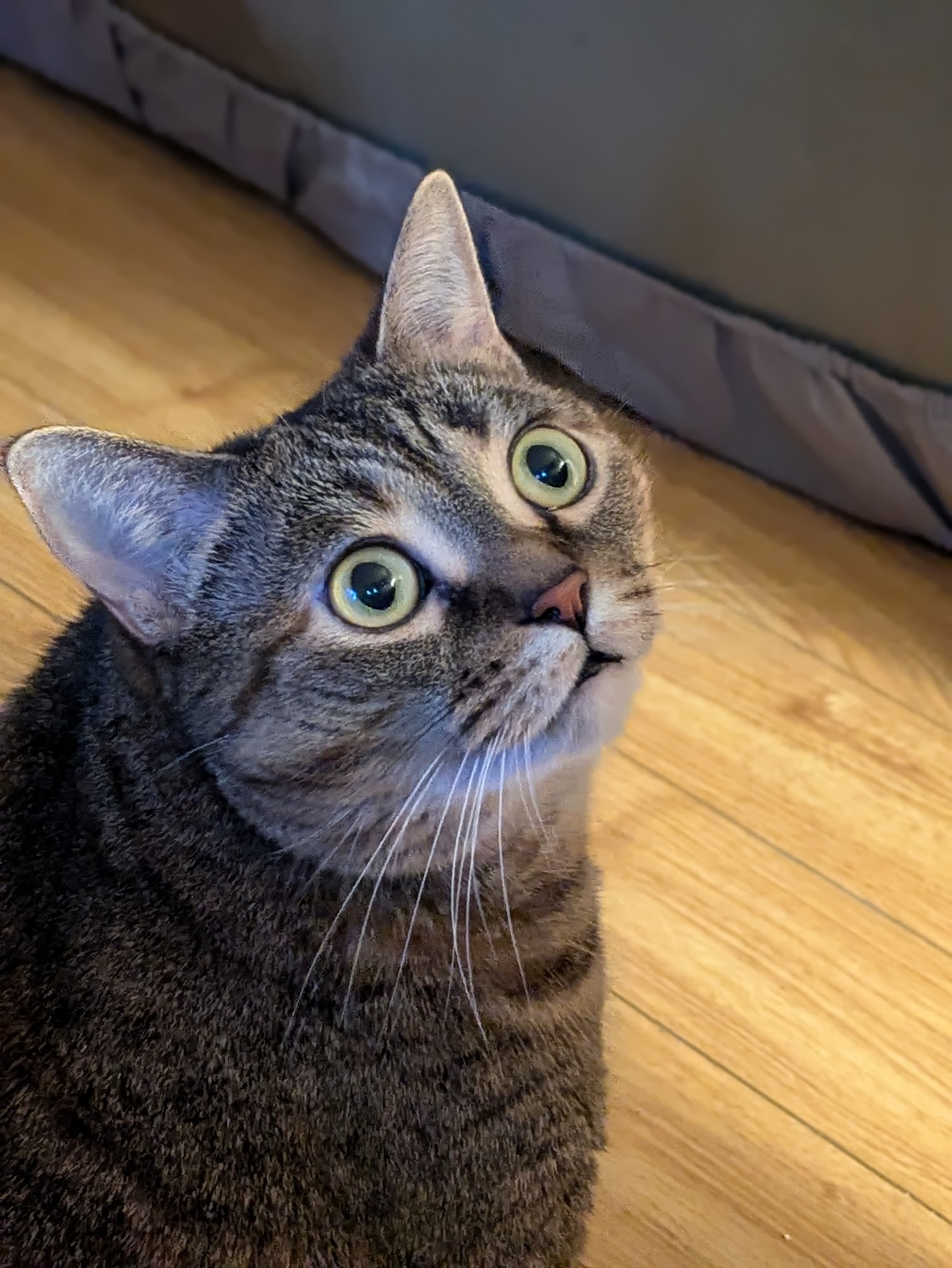 PROANIMA - Boucherville QC - Hours, Directions, Reviews - Loc8NearMe