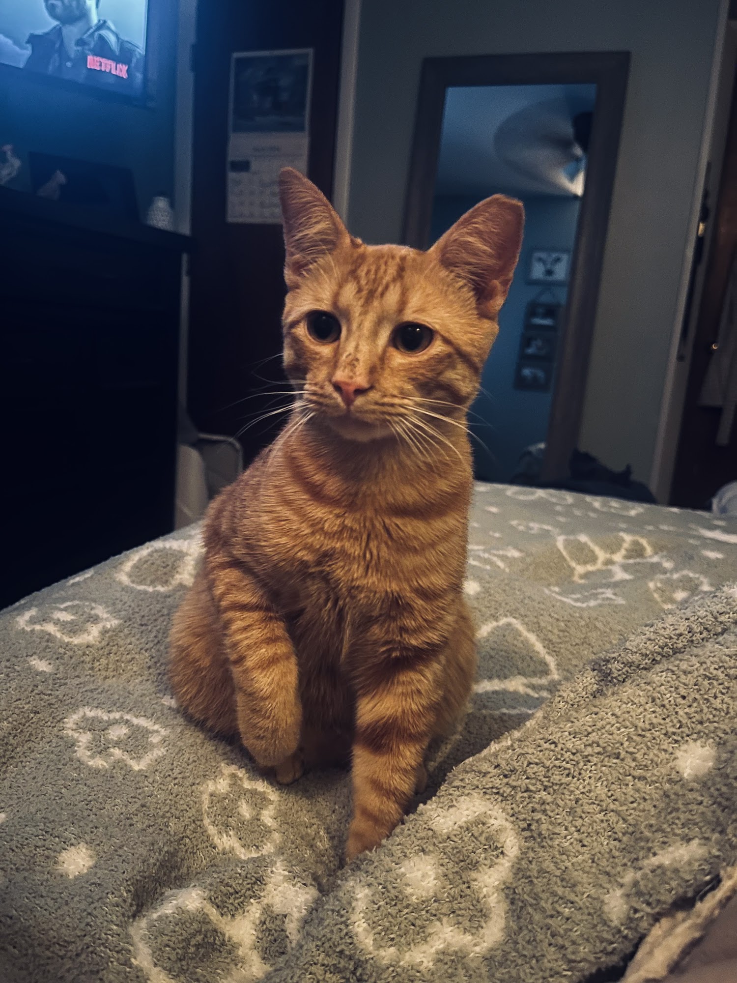 RUTLAND COUNTY HUMANE SOCIETY - Pittsford VT - Hours, Directions ...