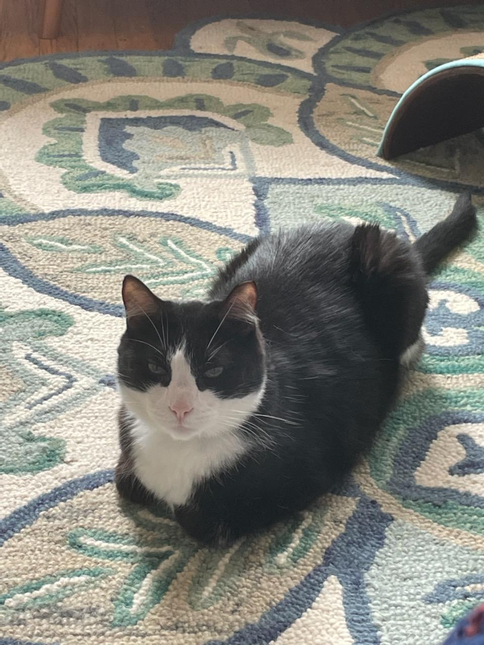 PAWS CAT CITY (PROGRESSIVE ANIMAL WELFARE SOCIETY) - Seattle WA - Hours ...