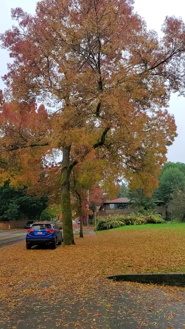 MEADOWBROOK POOL - Seattle WA - Hours, Directions, Reviews - Loc8NearMe