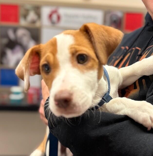 APPLE VALLEY VETERINARY CLINIC - Appleton WI - Hours, Directions ...