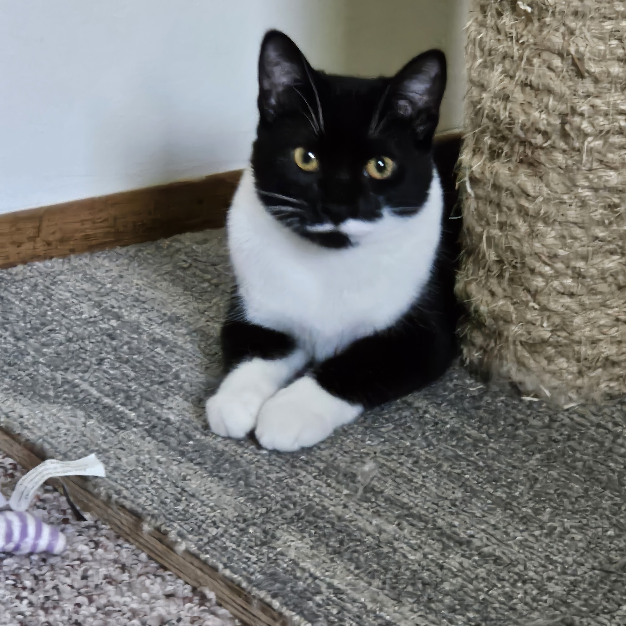 WISCONSIN HUMANE SOCIETY OZAUKEE CAMPUS - Saukville WI - Hours ...