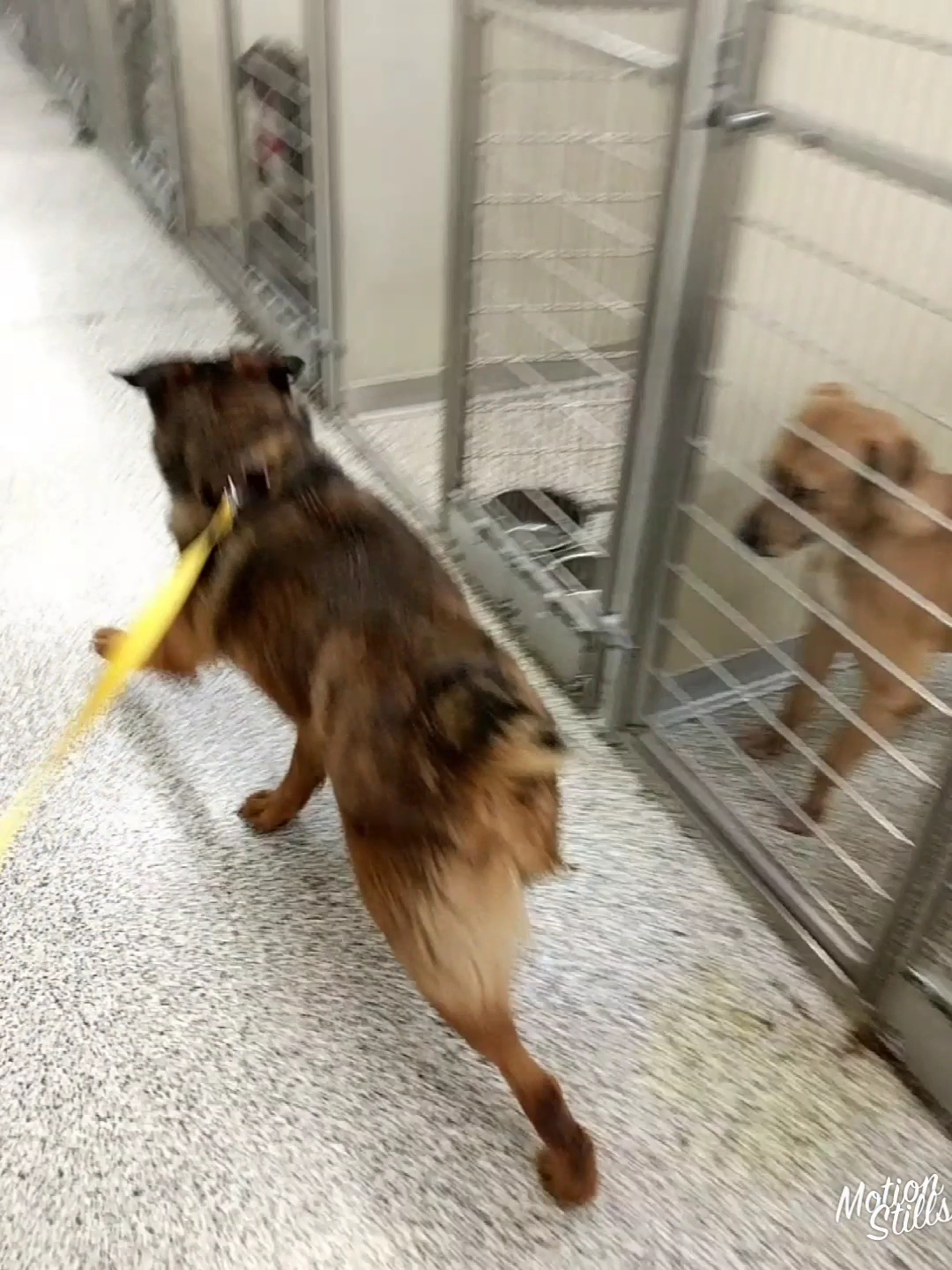 PUTNAM COUNTY ANIMAL SHELTER - Red House WV - Hours, Directions ...